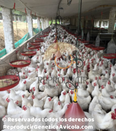 Productos